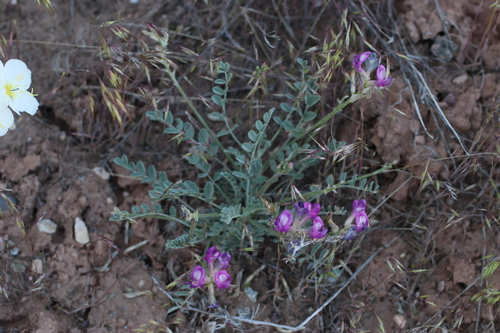 Photo 351741253, (c) Scott F Smith, some rights reserved (CC BY-NC ...