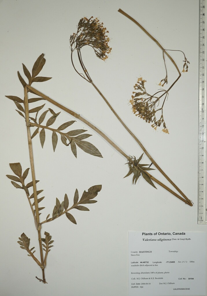 Marsh Valerian from Canada, Ontario, HASTINGS County, Stoco Fen; Lat ...