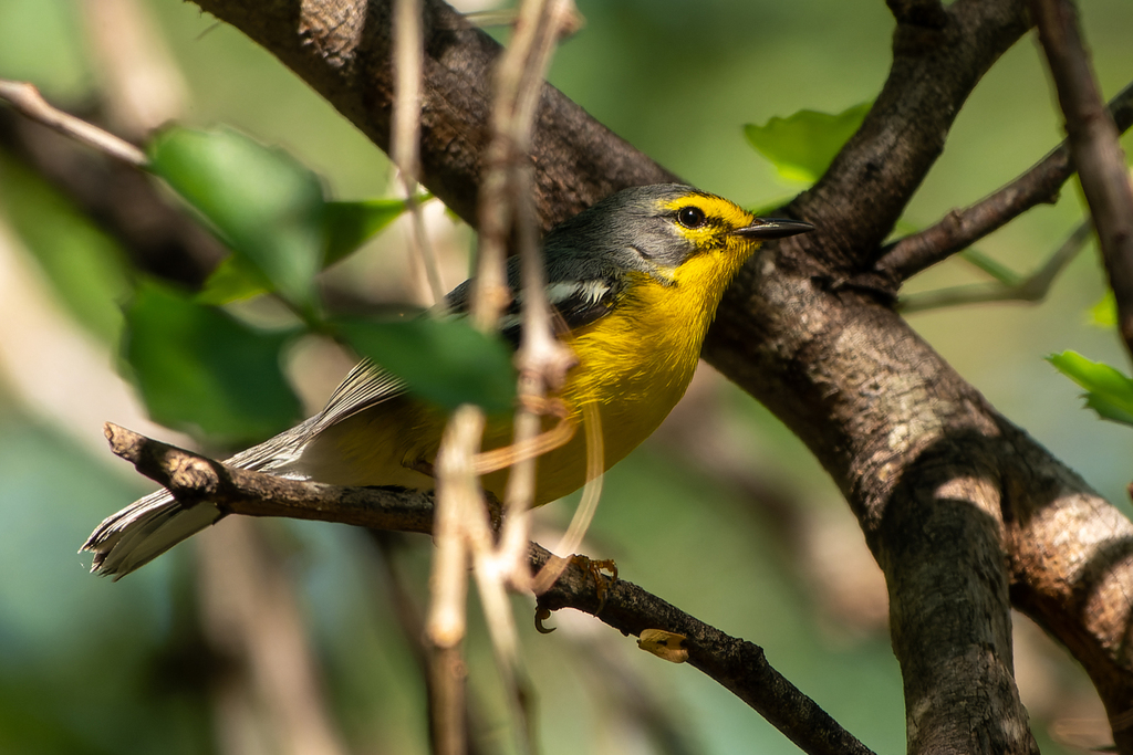 Adelaide's Warbler from Boquerón, Cabo Rojo, Puerto Rico on February 10 ...