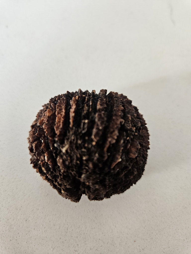 eastern black walnut from Young Harris on February 16, 2024 at 08:06 AM ...