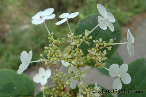 Hydrangea longipes · iNaturalist