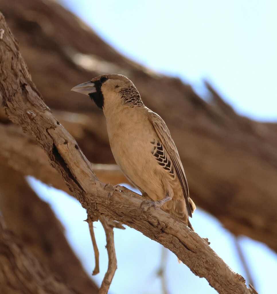 Sociable Weaver from Sesriem, Namibia on November 4, 2023 at 03:19 PM ...