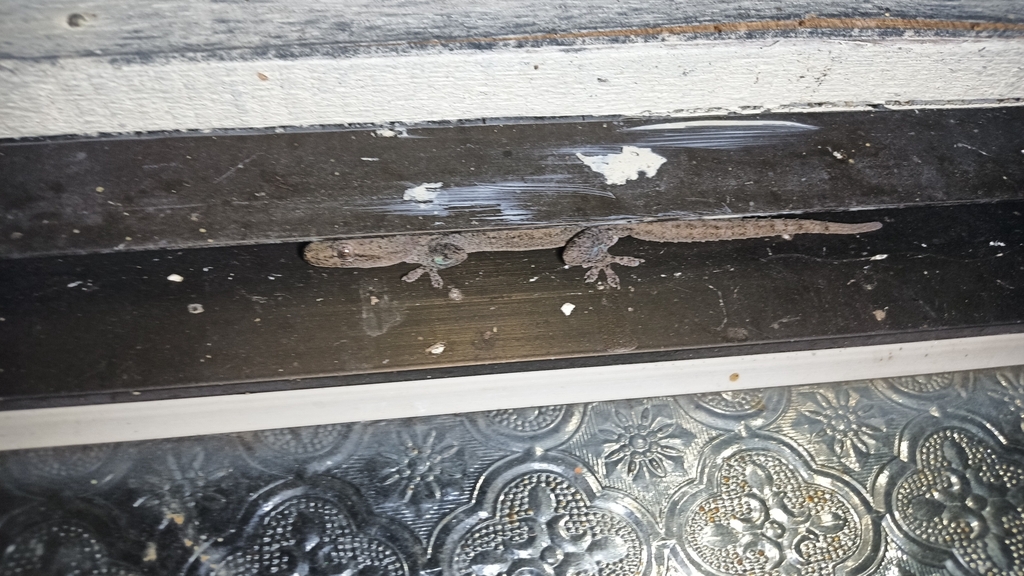 Asian House Gecko from 605, Taiwán, Chiayi County, Alishan Township ...