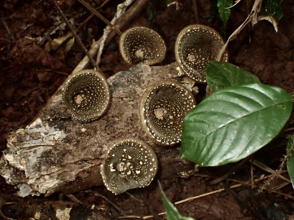 Amauroderma from 景洪市, 西双版纳傣族自治州, 云南省, CN on February 15, 2024 at 02:10 ...