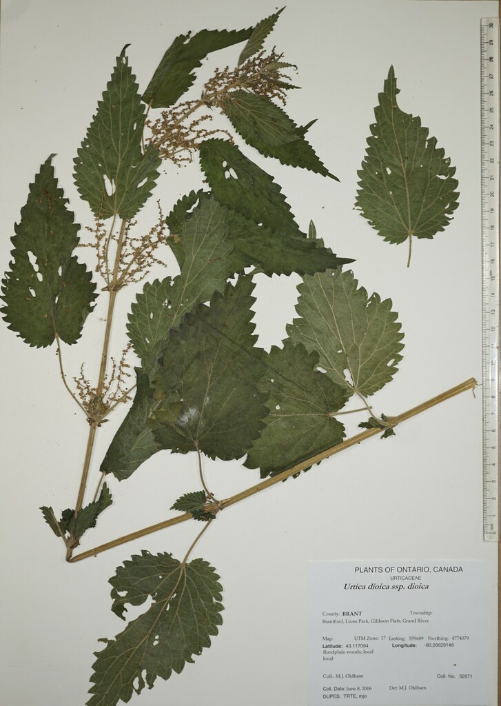 Great Nettle from Canada, Ontario, BRANT County, Brantford, Lions Park ...