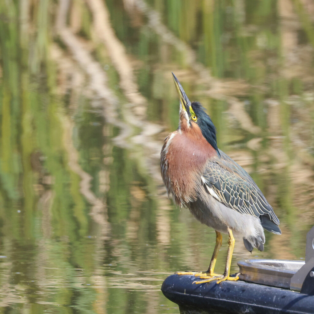 Green Heron from San Joaquin Marsh, Irvine, CA 92612, USA on February ...