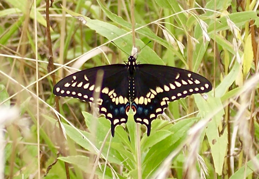 Black Swallowtail from Franklin County, OH, USA on August 18, 2005 at ...