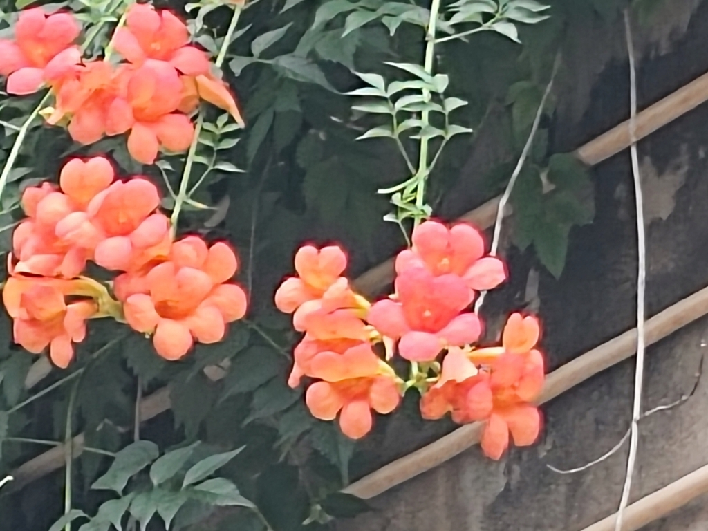 Chinese trumpet vine from Shangrao, CN-JX, CN on June 14, 2023 at 02:40 ...