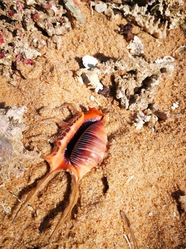 Lambis from Kalpitiya, LK-PX, LK on April 18, 2019 at 03:18 PM by ...