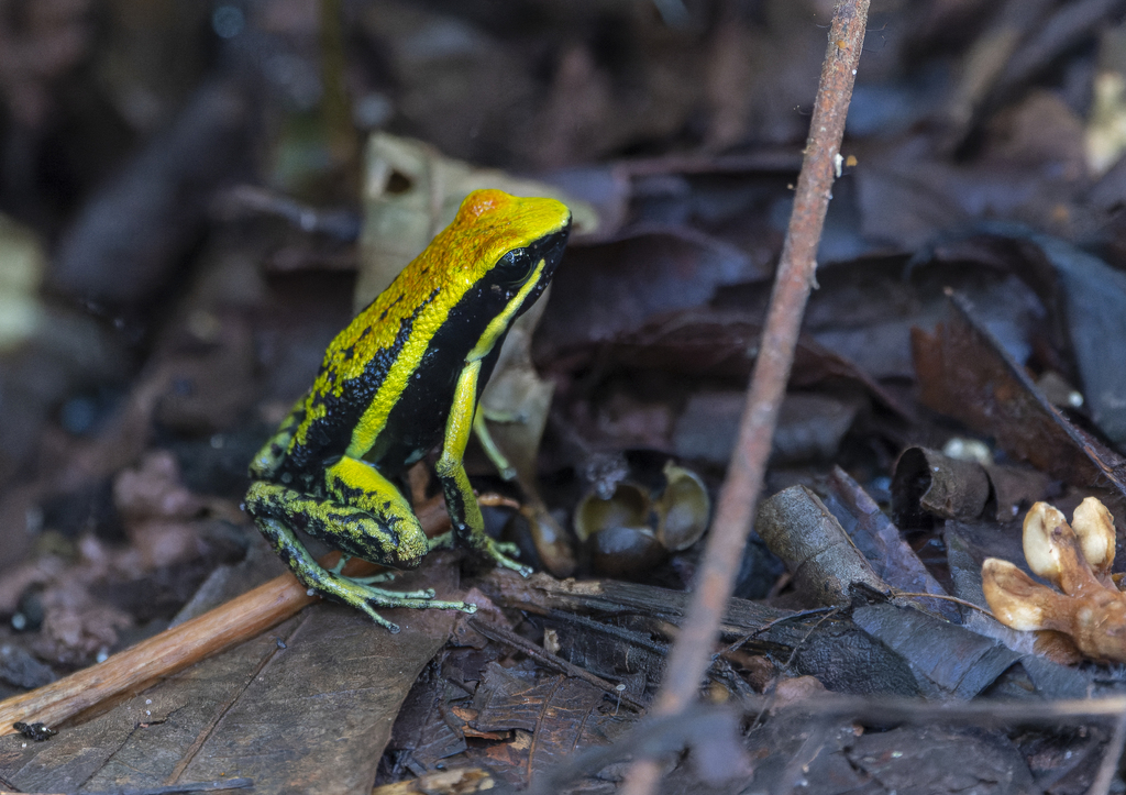 Pleasing Poison Frog in January 2024 by David F. Belmonte · iNaturalist