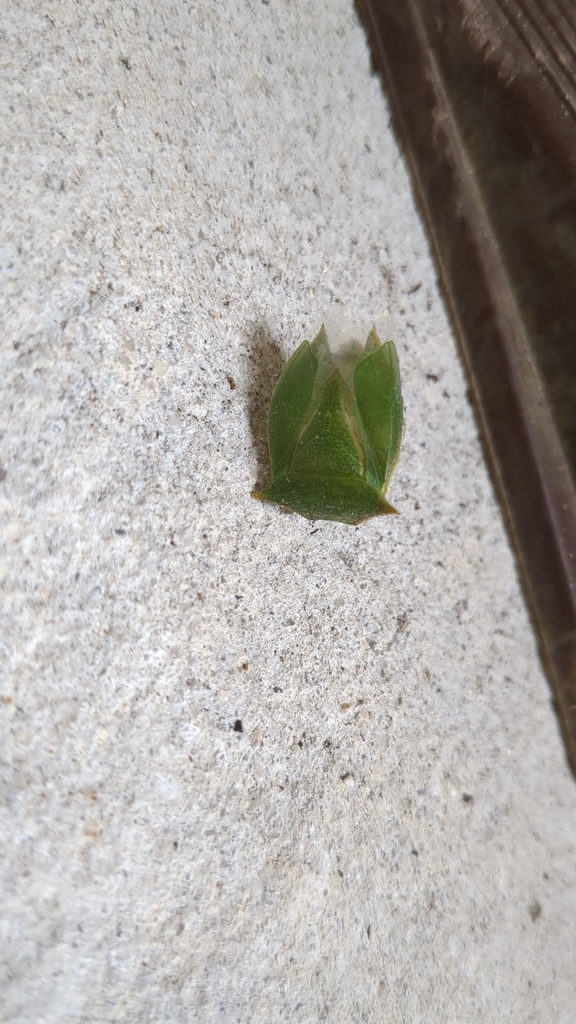 Loxa viridis from Lakeland on February 16, 2024 at 11:48 AM by cinder ...
