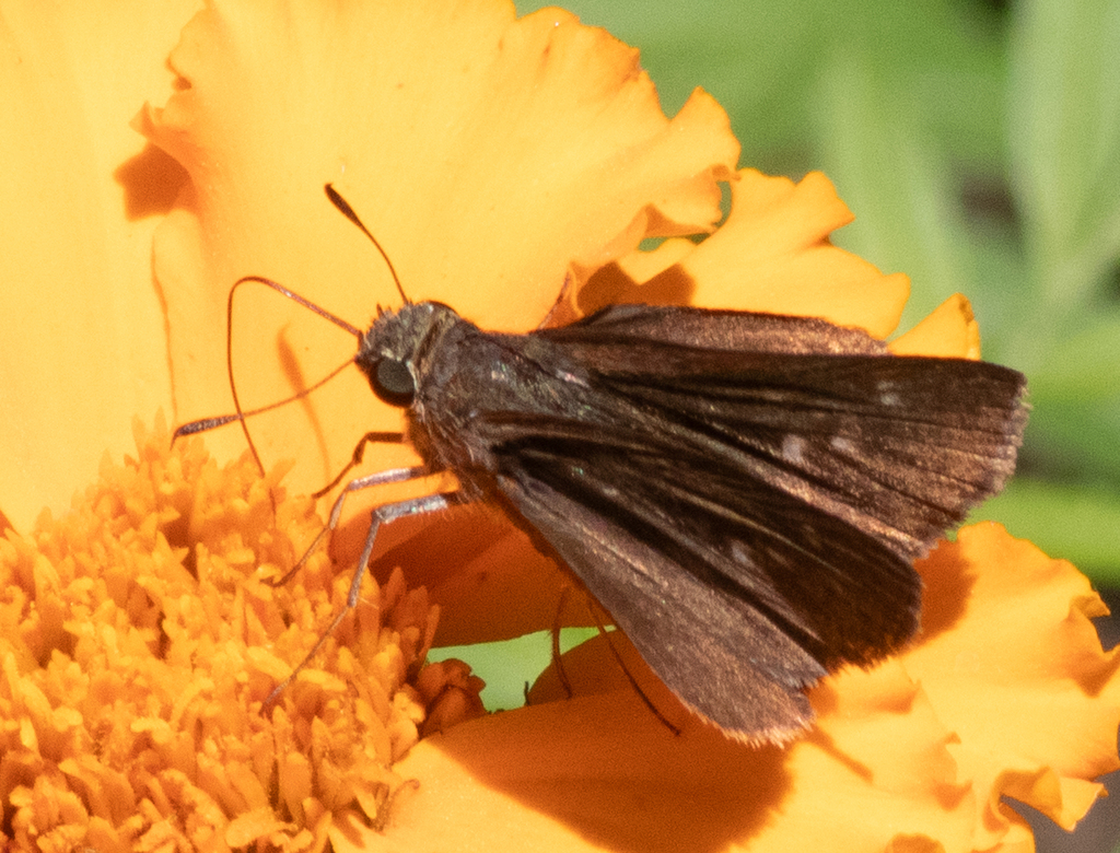 Ocola Skipper from Fort Bend County, TX, USA on November 1, 2023 at 02: ...