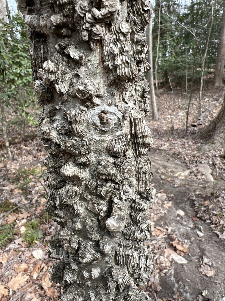 common hackberry from General Puller Hwy, Saluda, VA, US on February 16 ...