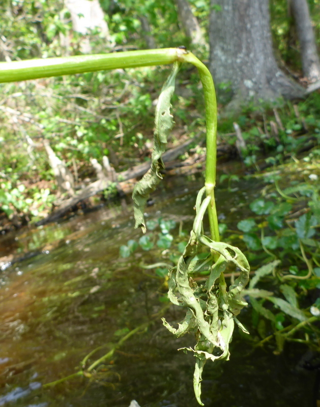 Alligatorweed Stemborer Moth from Florida, USA on April 17, 2019 at 10: ...