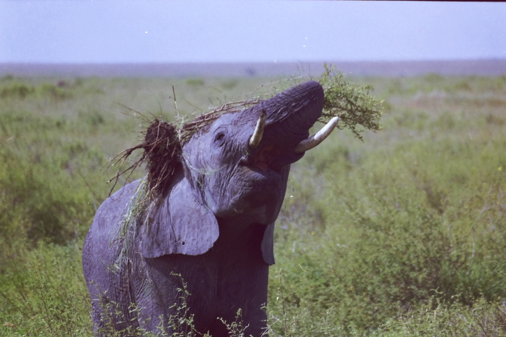 Savanna Elephant in June 2004 by Ryan E. Gray. Scanner · iNaturalist