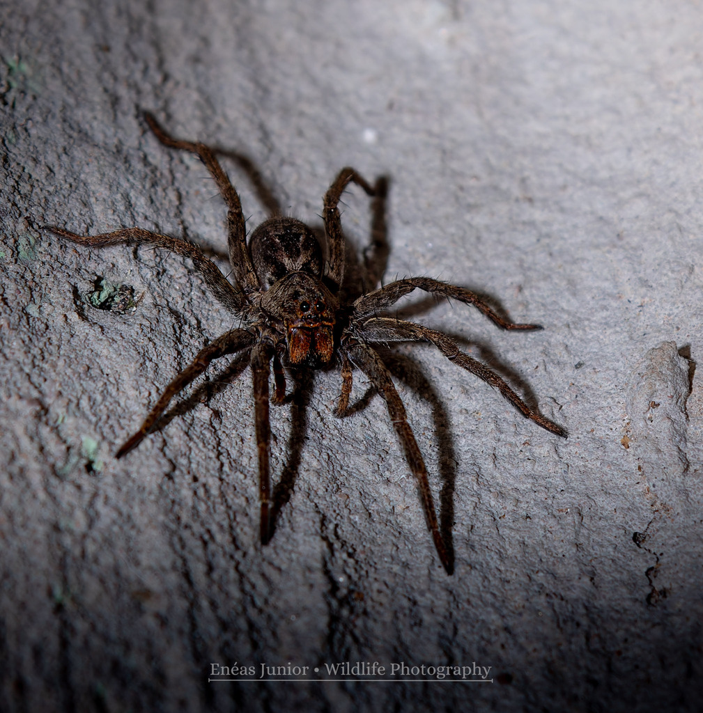 Lycosa erythrognatha from Igaratá, SP, 12350-000, Brasil on February 13 ...