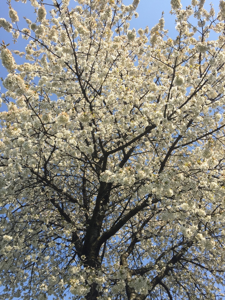 wild cherry in April 2019 by sunnyhelianthus · iNaturalist