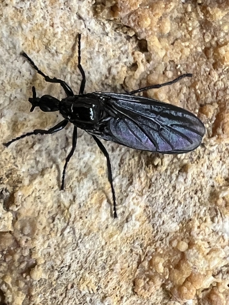 Dilophus orbatus from Barn Swallow Dr, Austin, TX, US on February 16 ...
