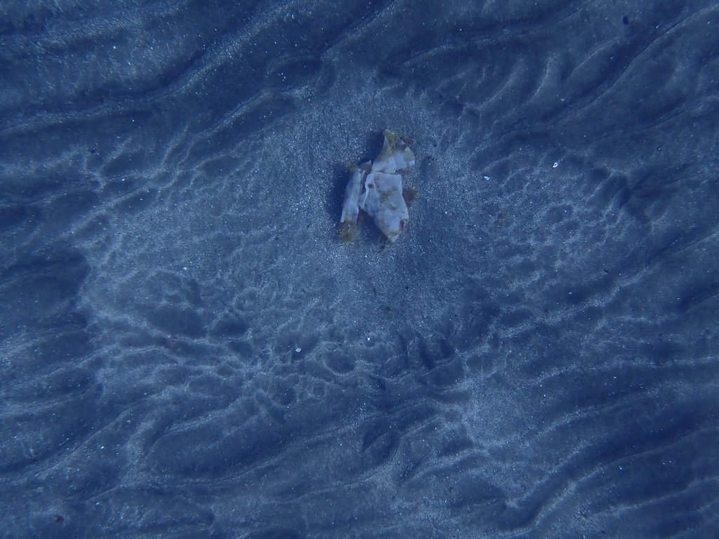 Spiny Butterfly Ray in February 2024 by Ben Jobson · iNaturalist