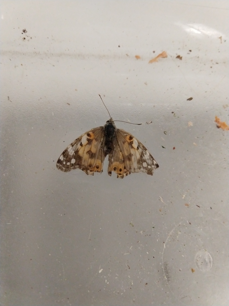 Painted Lady from E Savannah Cir, Kissimmee, FL 34747, USA on April 19 ...