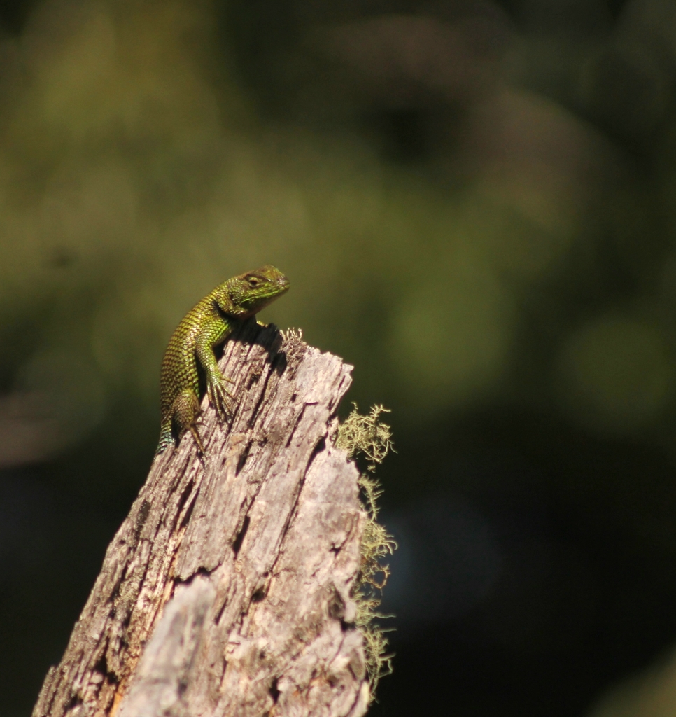 Guatemalan Emerald Spiny Lizard from 29670 Chis., México on March 12 ...