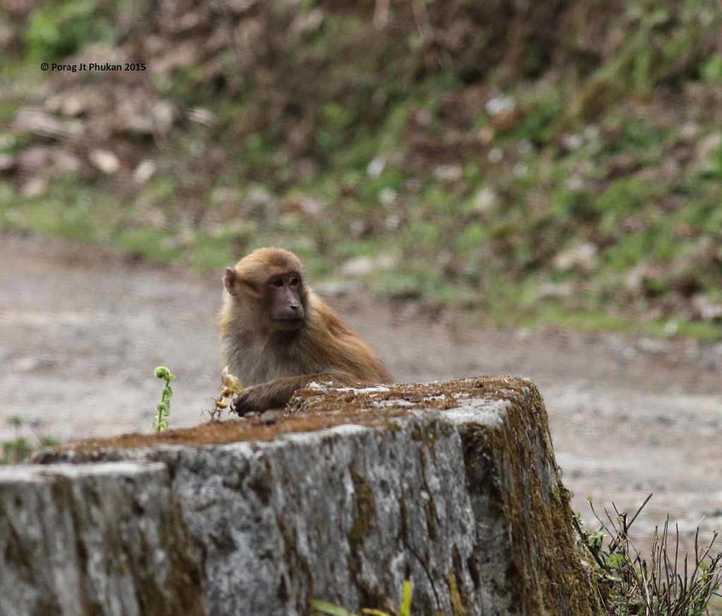 Arunachal Macaque (Mammals of Bhutan) · iNaturalist