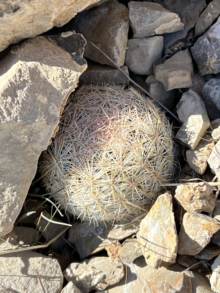 Desert Spinystar from Jean, NV, US on February 11, 2024 at 03:17 PM by ...