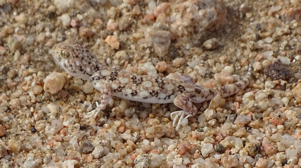 Spotted Barking Gecko from Erongo Region, Namibia on April 19, 2019 at ...