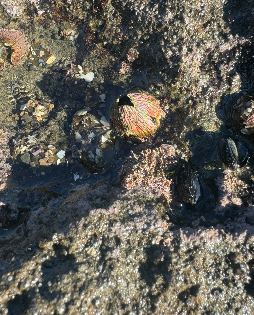 Pink Volcano Barnacle from W Paseo del Mar, Los Angeles, CA, US on ...