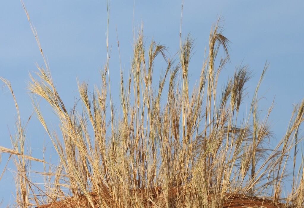 Namib Dune Bushman Grass from Hardap Region, Namibia on November 3 ...