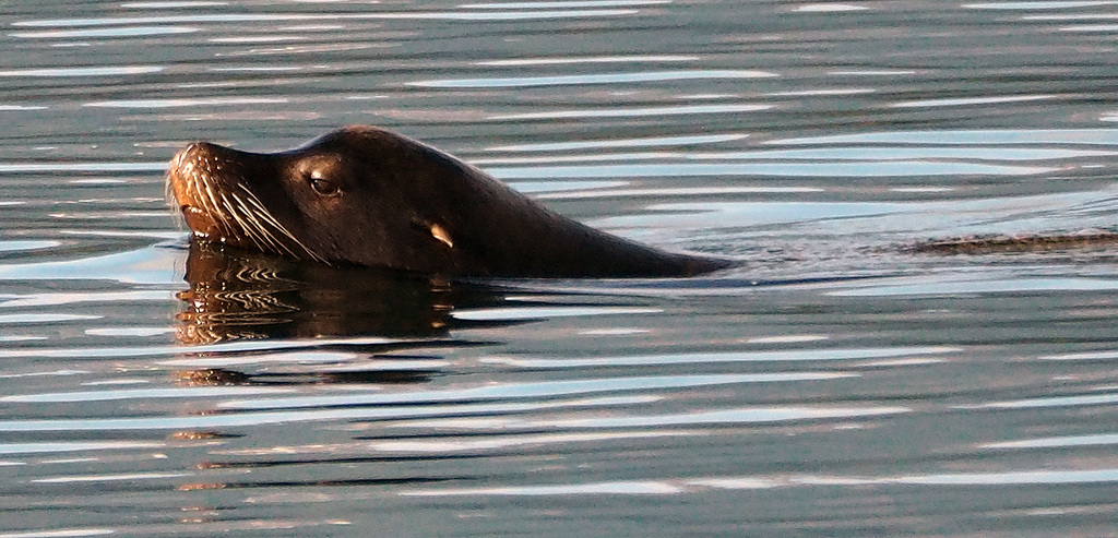 California Sea Lion from Mapleguard Point, Deep Bay, BC, Canada on ...