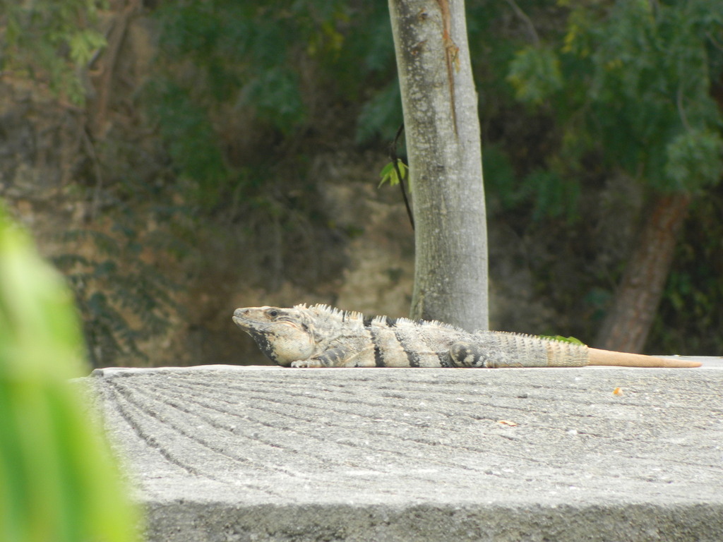 Black Spiny-tailed Iguana from San Antonio Kaua II, Mérida, Yuc ...