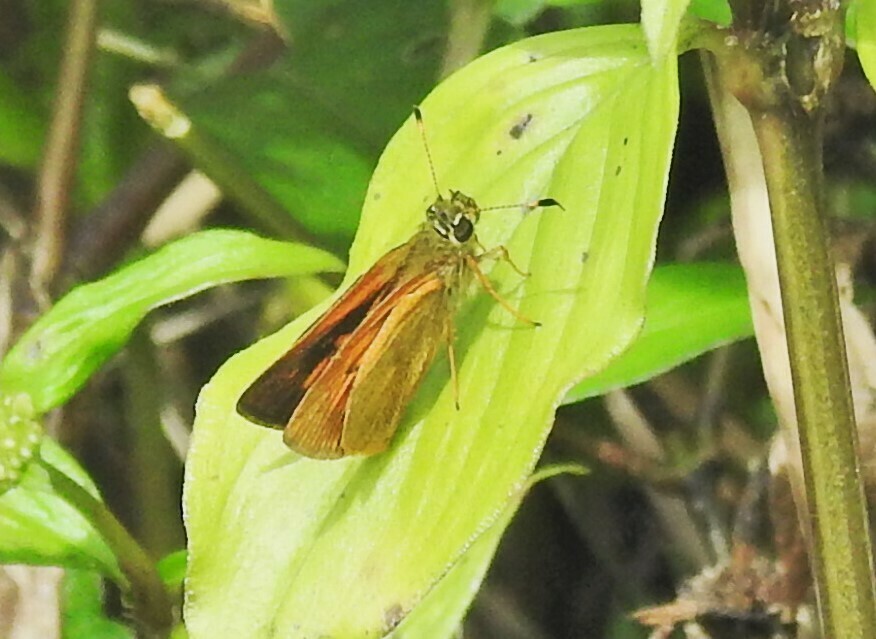 V-Mark Skipper from Río Blanco, Naguabo 00718, Puerto Rico on February ...