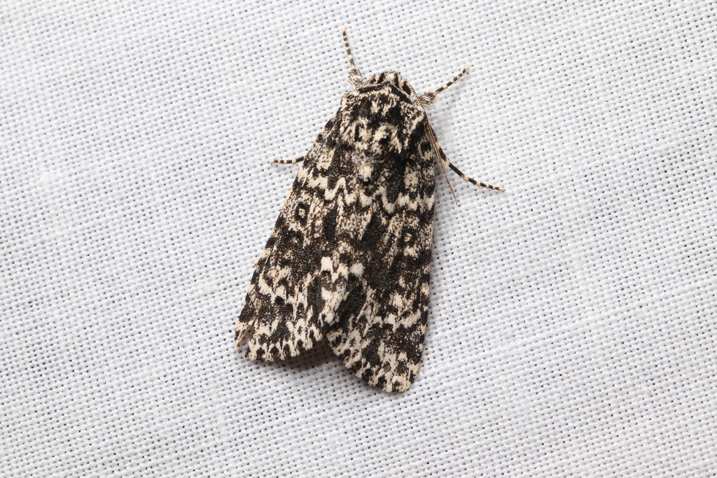 Night-wandering Dagger from Falmouth, MA on June 13, 2023 at 11:43 PM ...
