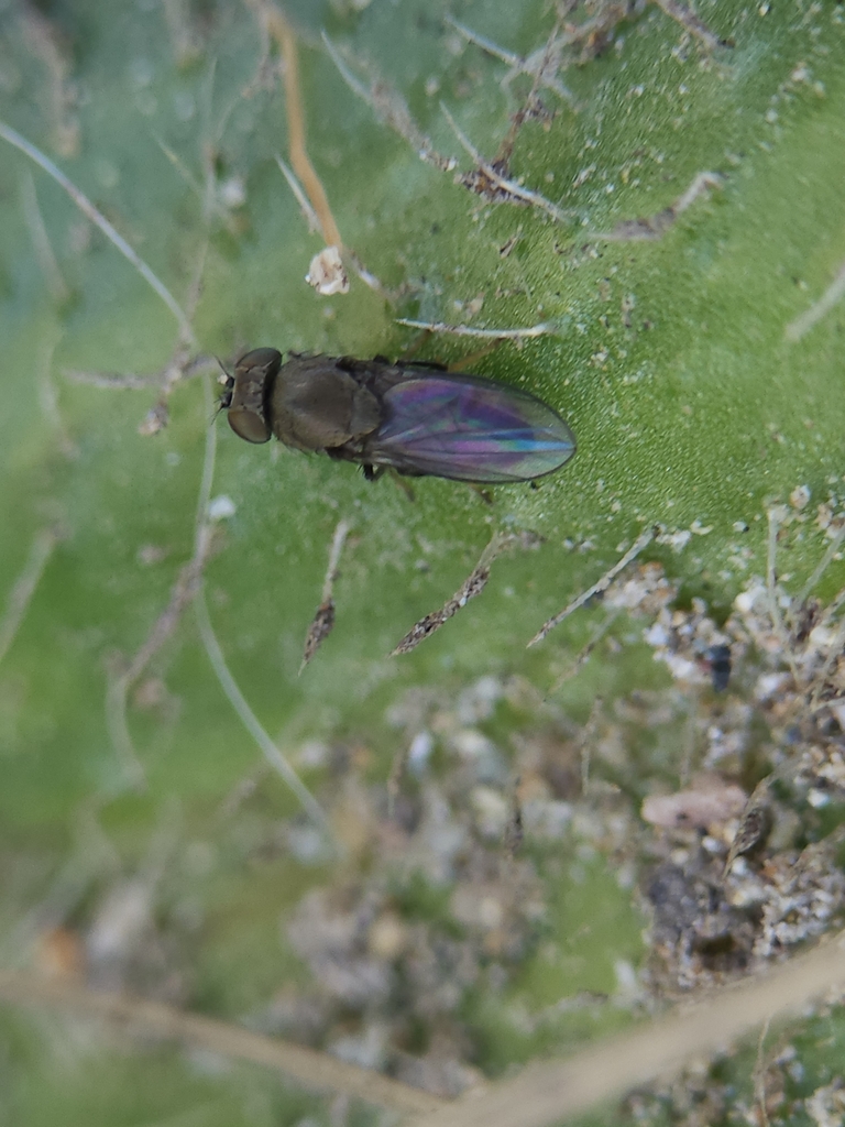 Acalyptrate Flies from Monash ACT 2904, Australia on February 16, 2024 ...