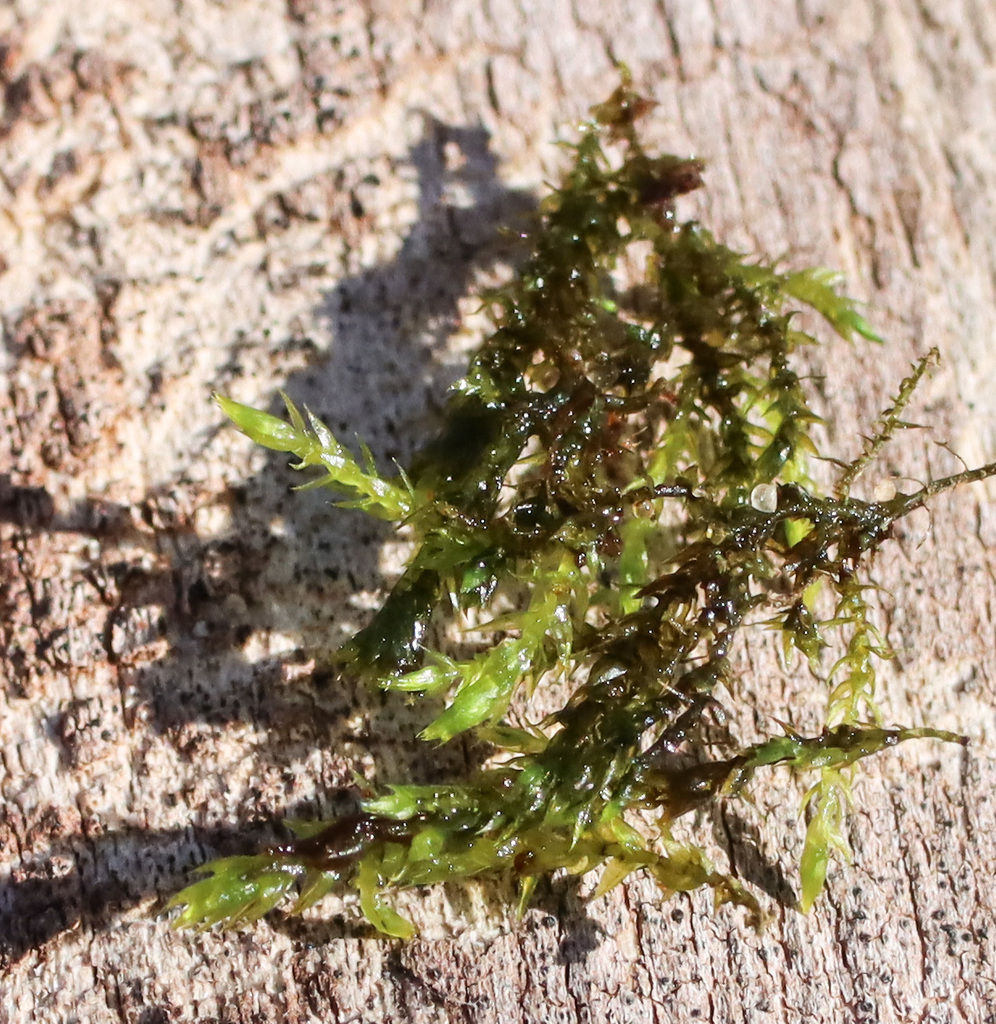 tangled thread moss from Marion County, AR, USA on February 14, 2024 at ...