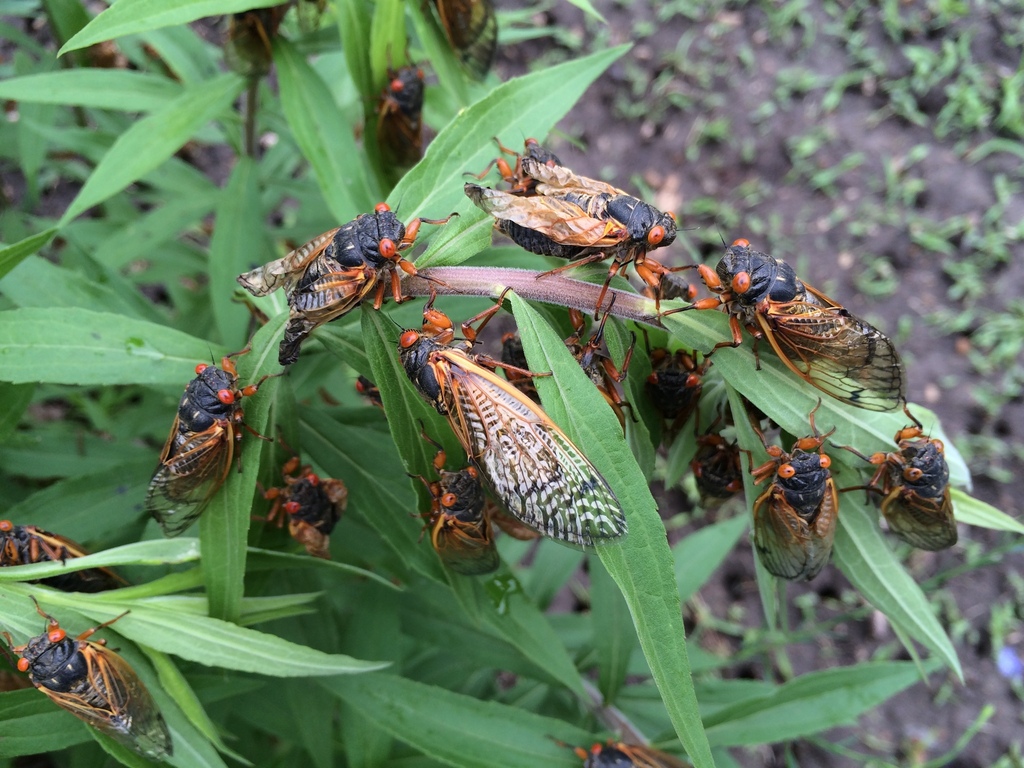 Cassin's 17-year Cicada from West Southwest 2, Topeka, KS, USA on May ...