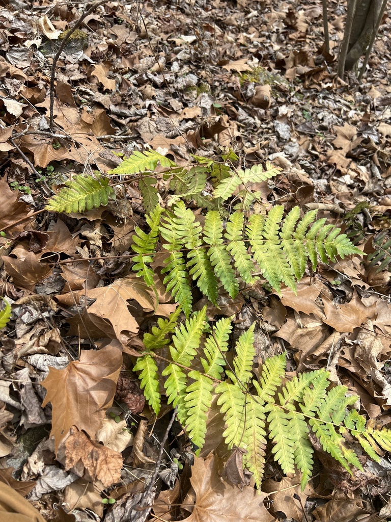 log fern in February 2024 by Margaret Woodbridge · iNaturalist