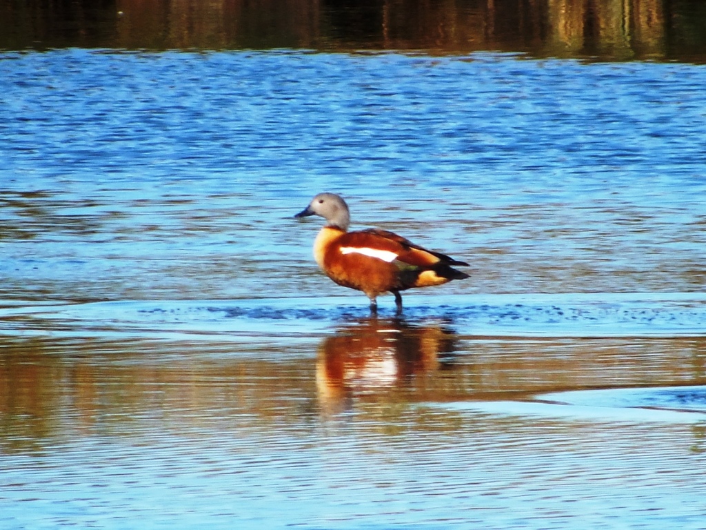 South African Shelduck from Gaborone, Botswana on July 17, 2015 at 12: ...
