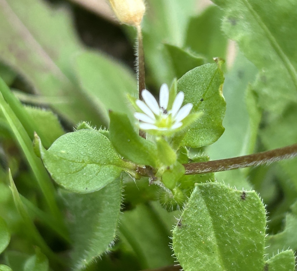 common chickweed from Ladera Vista Dr, Austin, TX, US on February 16 ...