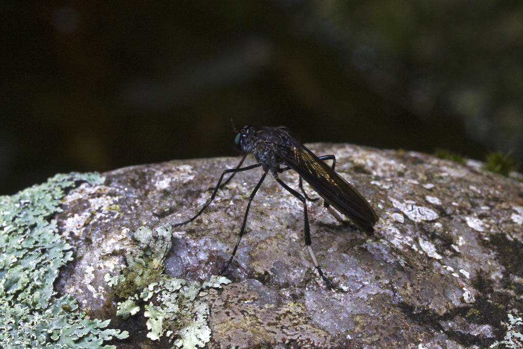 Archilestris capnopterus from Santa Rita de Ibitipoca - MG, Brasil on ...