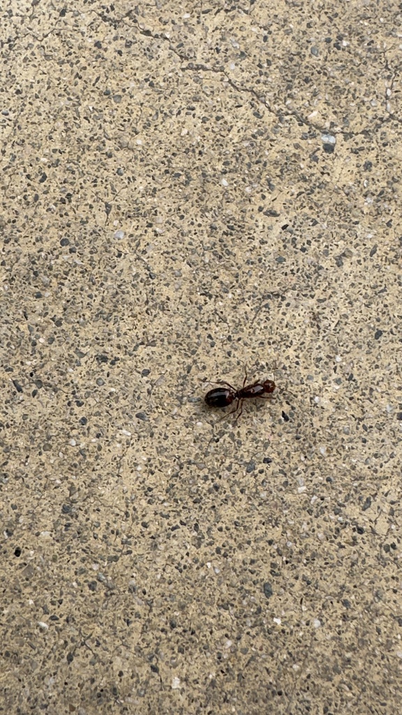 Red Imported Fire Ant from University of California, Riverside ...