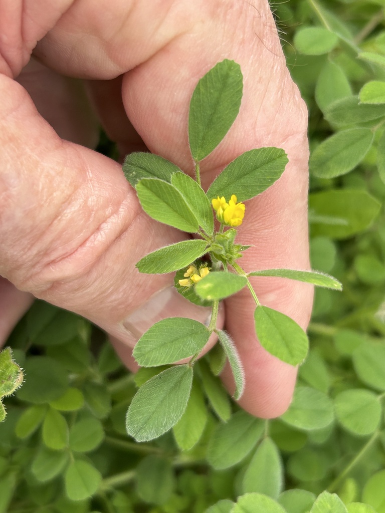 Little Bur Clover From Jollyville Rd Austin Tx Us On February 16 2024 At 0353 Pm By Chuck
