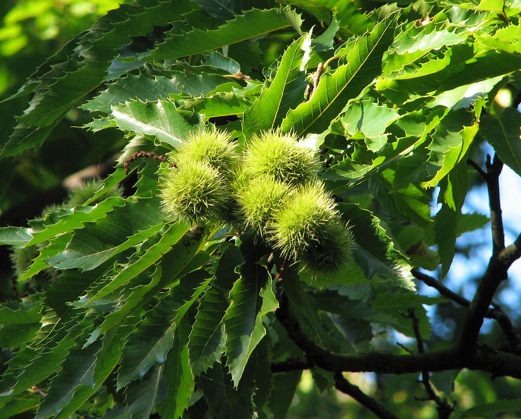 beech family (Fagaceae) - Botanical Realm