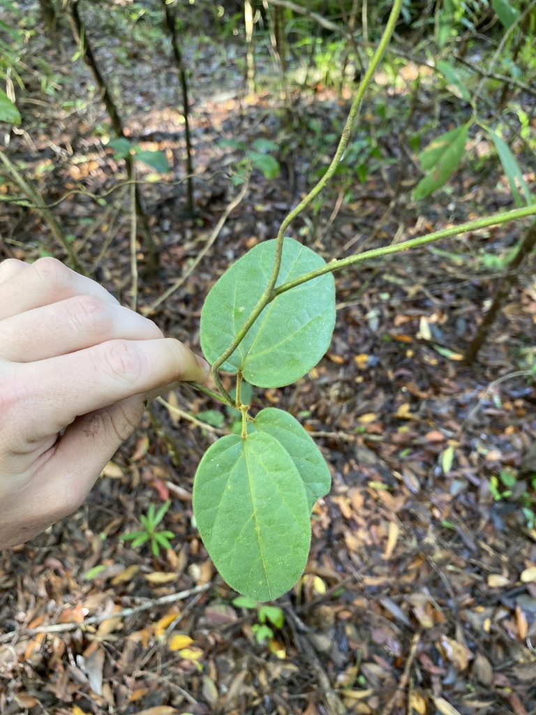 Hypserpa decumbens from Dungannon Ct, Buderim, QLD, AU on February 17 ...