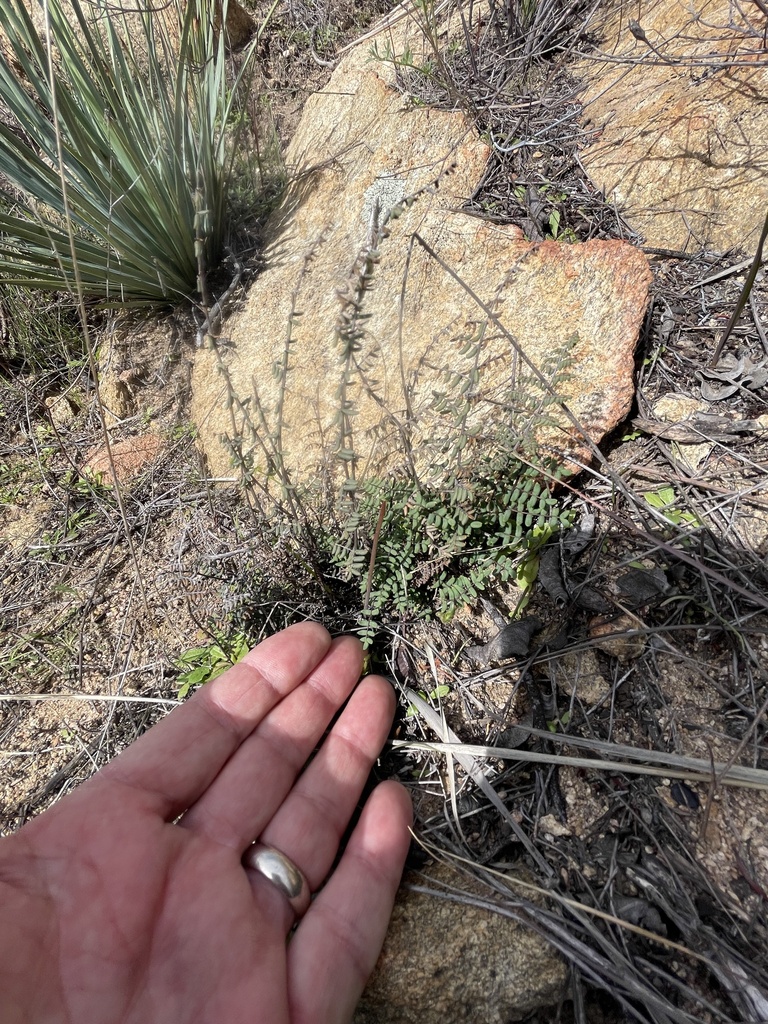 bird's foot cliffbrake from Skyline Truck Trail, Jamul, CA, US on ...
