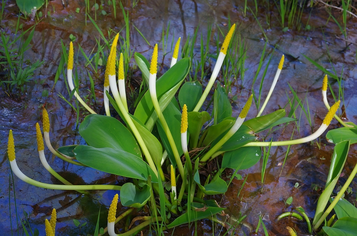 Orontium Aquaticum