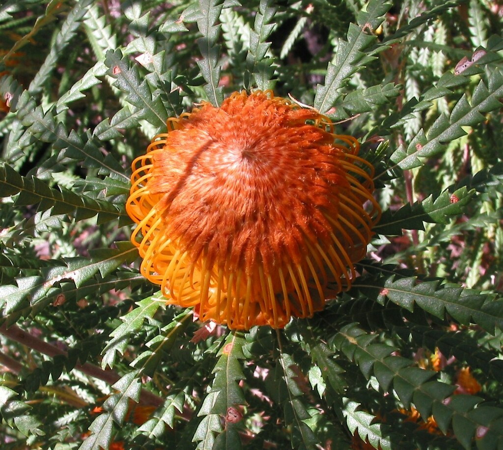 Showy Dryandra from Sterling Range Retreat Amelup WA 6338, Australia on ...