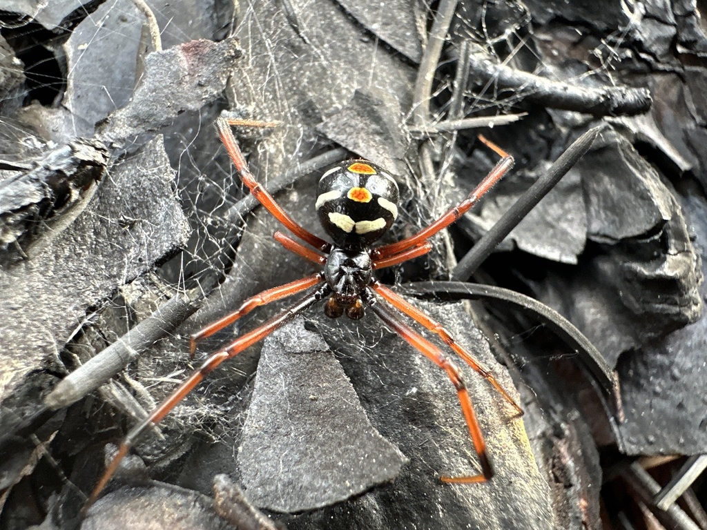 Northern Black Widow from Kisatchie National Forest, Winnfield, LA, US ...