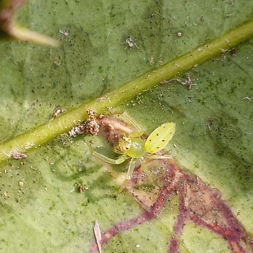 Magnolia Green Jumping Spider from Kent County, MD, USA on February 16 ...